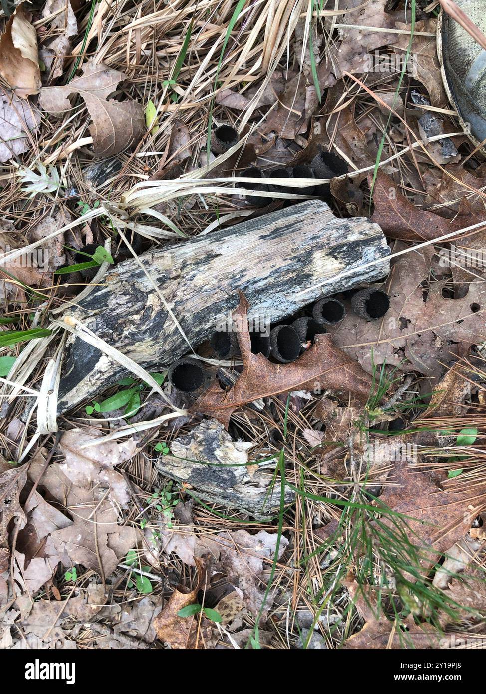 devil's urn (Urnula craterium) Fungi Stock Photo - Alamy