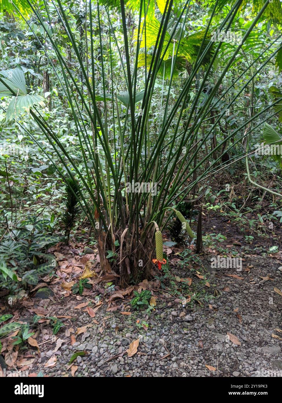 toquilla palm (Carludovica palmata) Plantae Stock Photo - Alamy