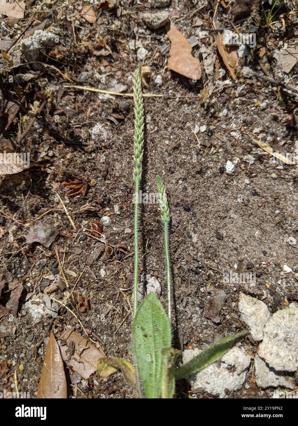 dwarf plantain (Plantago virginica) Plantae Stock Photo - Alamy