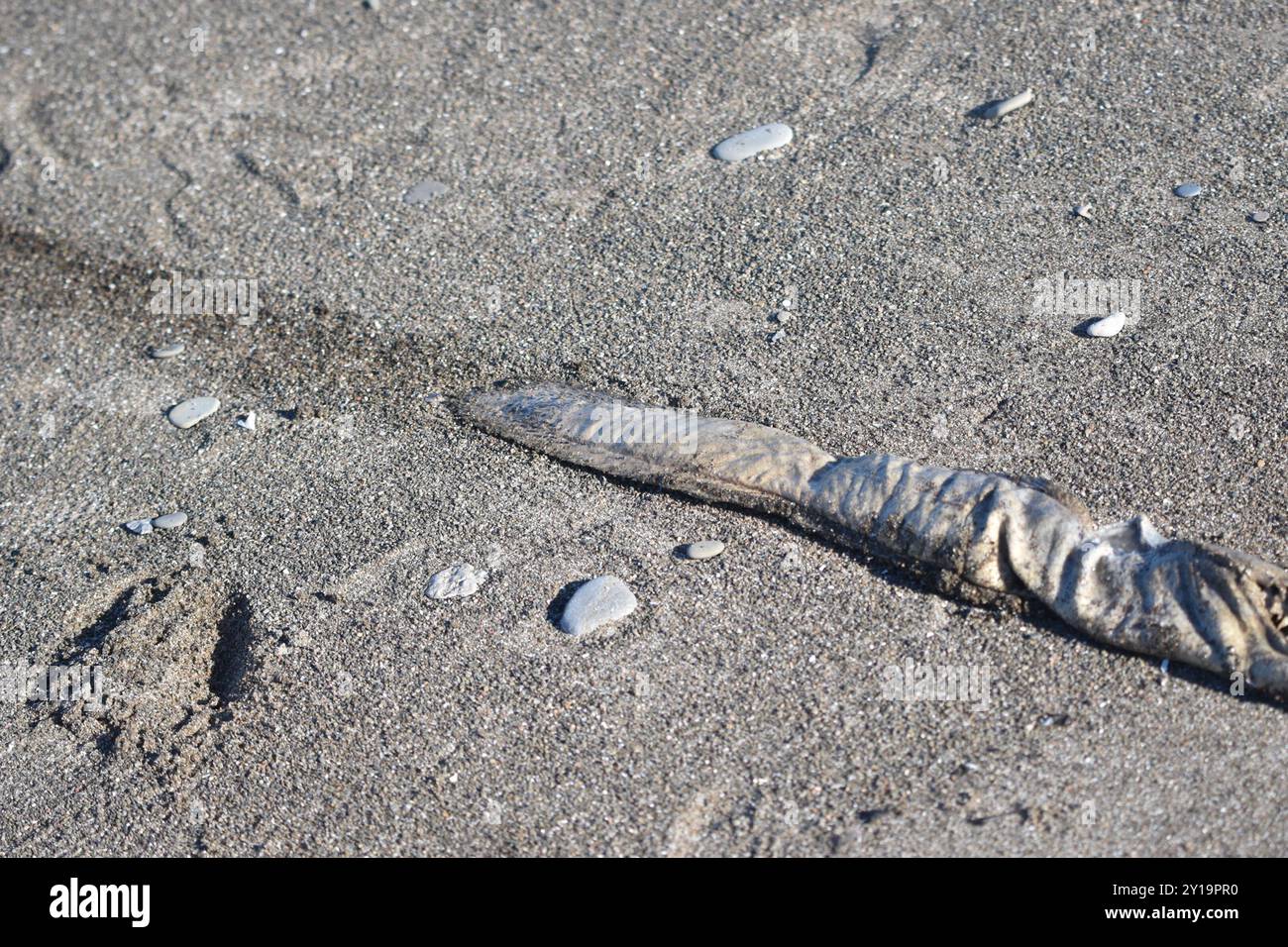 American Eel (Anguilla rostrata) Actinopterygii Stock Photo - Alamy