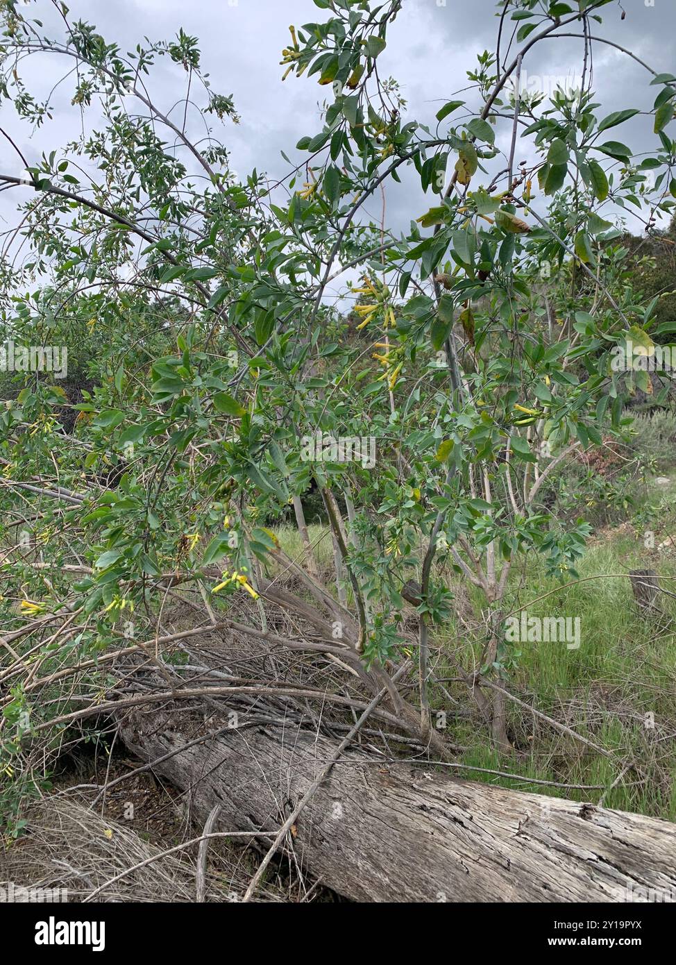 tree tobacco (Nicotiana glauca) Plantae Stock Photo - Alamy
