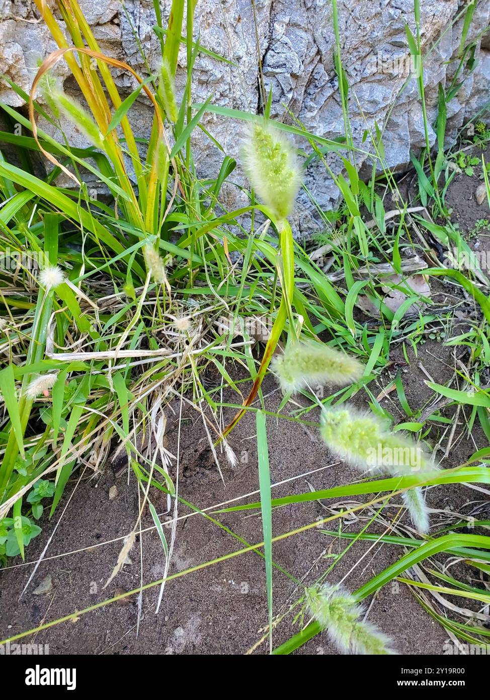 rabbitfoot grass (Polypogon monspeliensis) Plantae Stock Photo - Alamy
