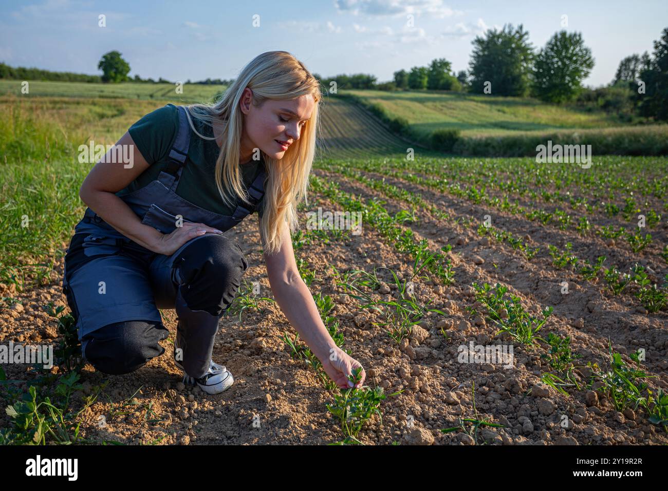 Tending the Fields: Woman Farmer Caring for Crops on Sunny Day and ...