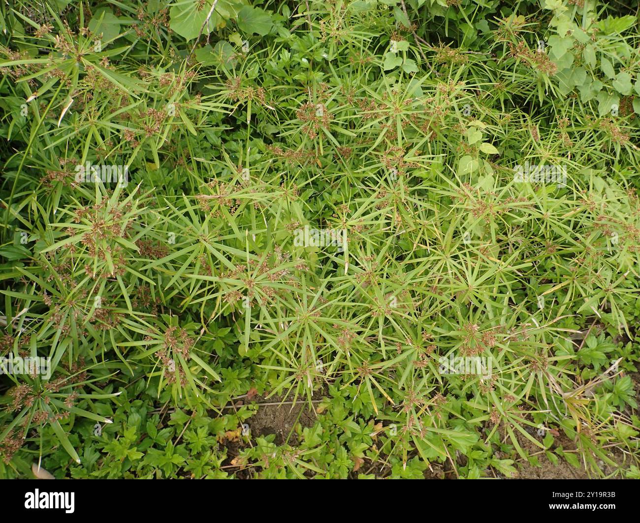 Umbrella papyrus (Cyperus alternifolius flabelliformis) Plantae Stock ...