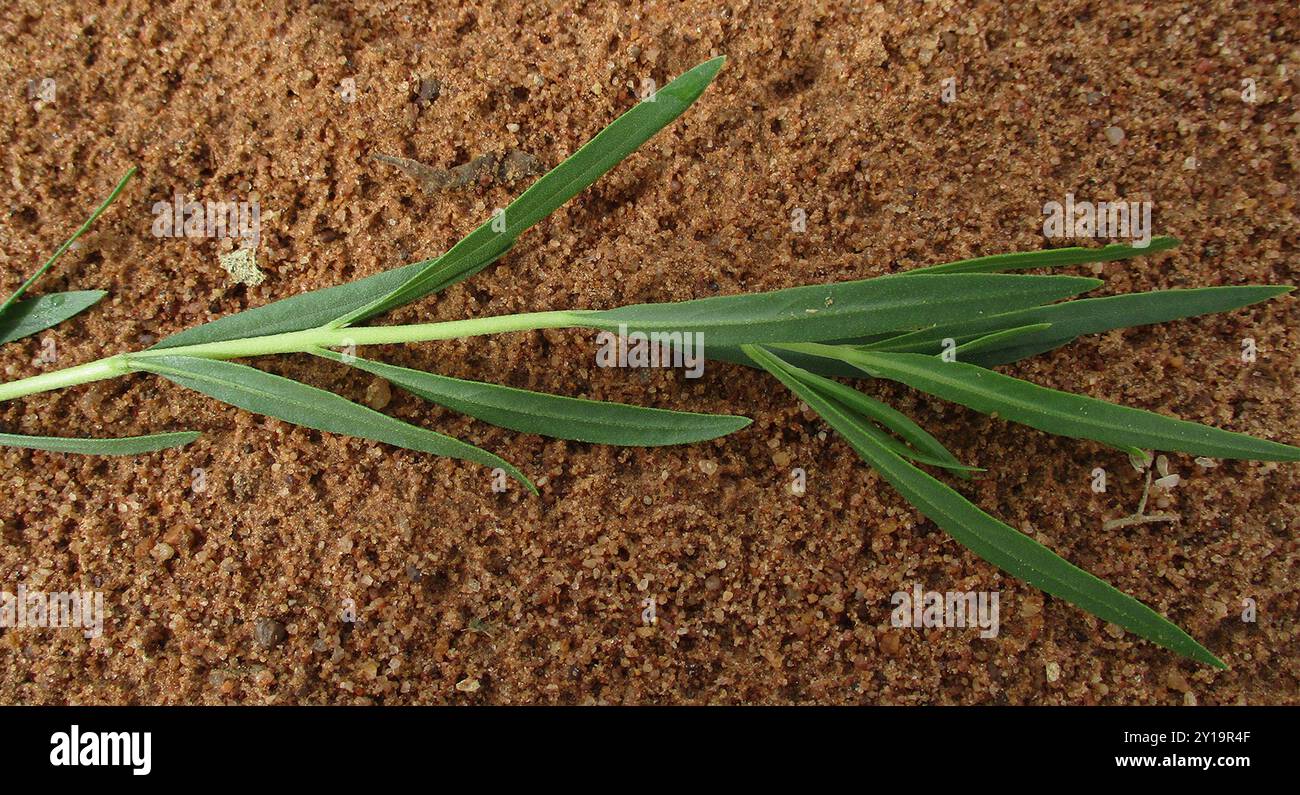 (Trichodesma angustifolium) Plantae Stock Photo - Alamy