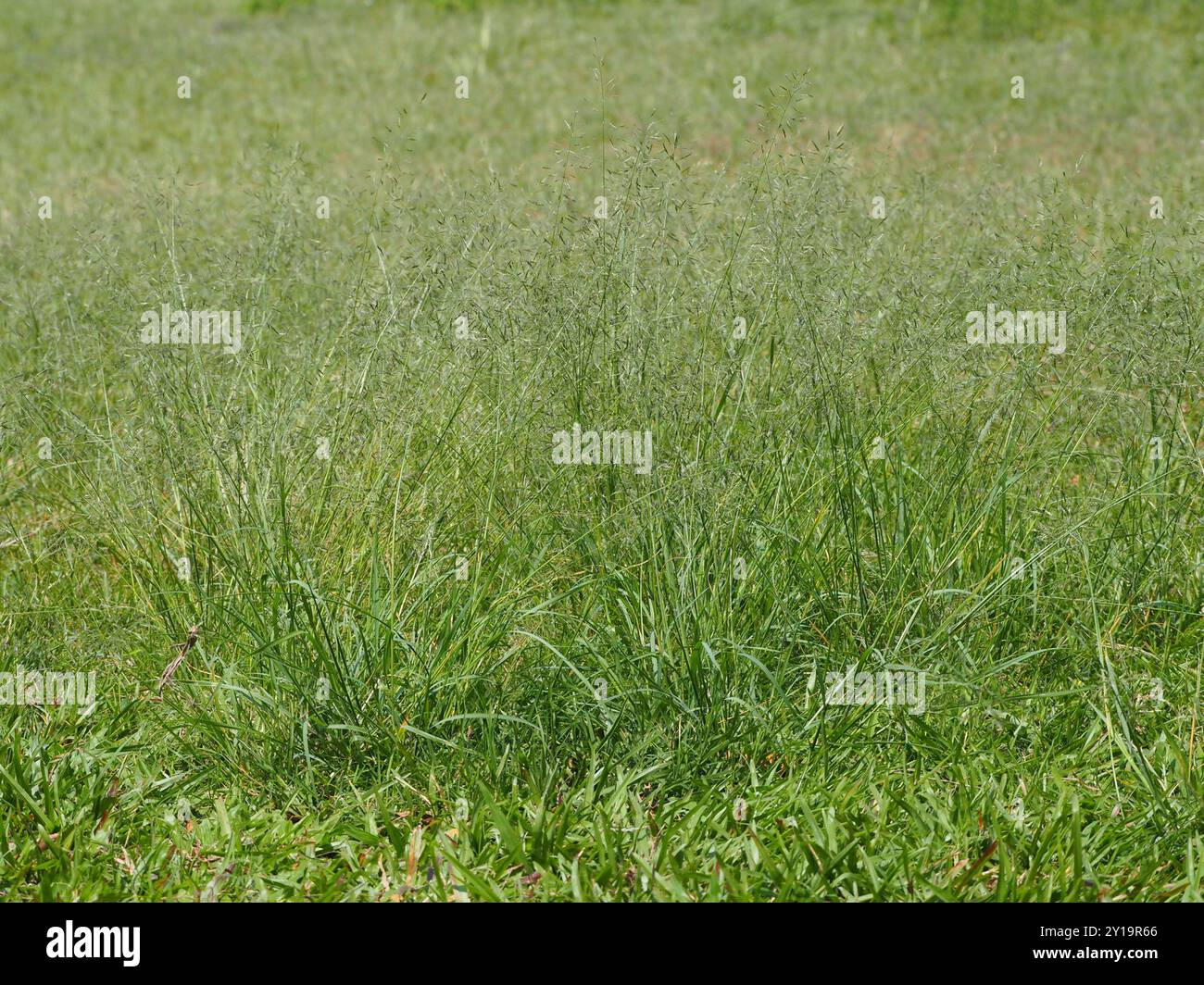 Elastic Grass (Eragrostis tenuifolia) Plantae Stock Photo - Alamy