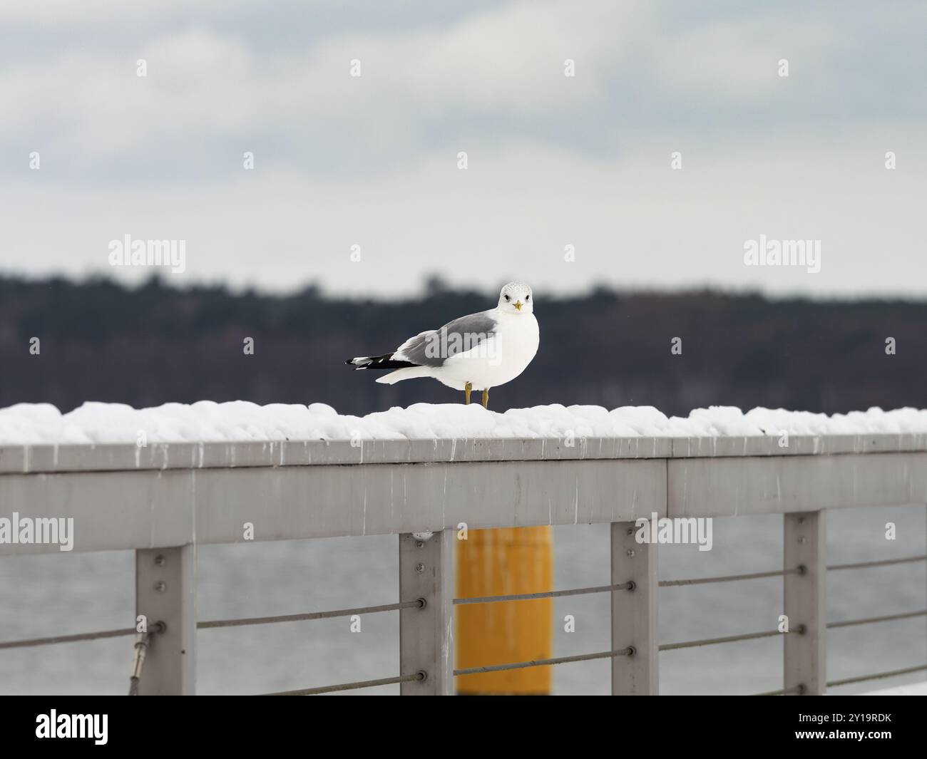 Common Gull (Larus canus) standing on a railing covered with snow. The ...