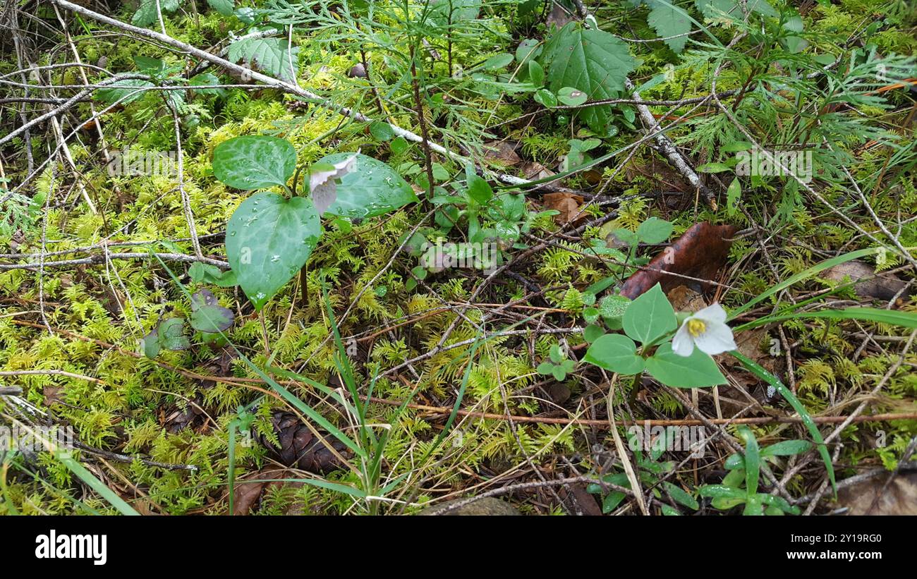 brook wakerobin (Pseudotrillium rivale) Plantae Stock Photo - Alamy