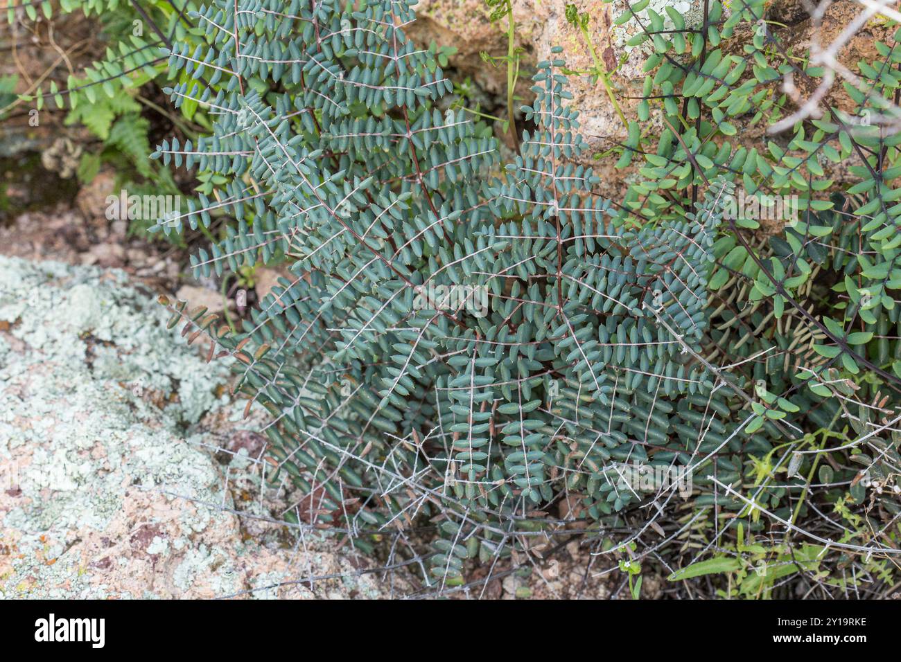 spiny cliff-brake (Pellaea truncata) Plantae Stock Photo - Alamy
