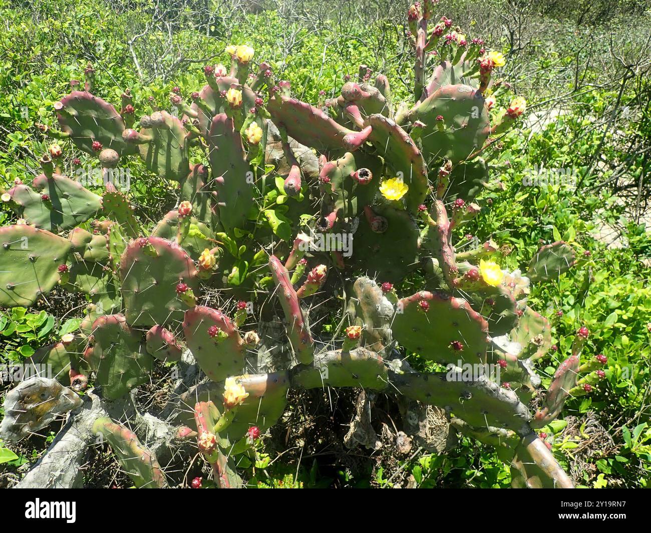 Drooping Pricklypear (Opuntia monacantha) Plantae Stock Photo - Alamy