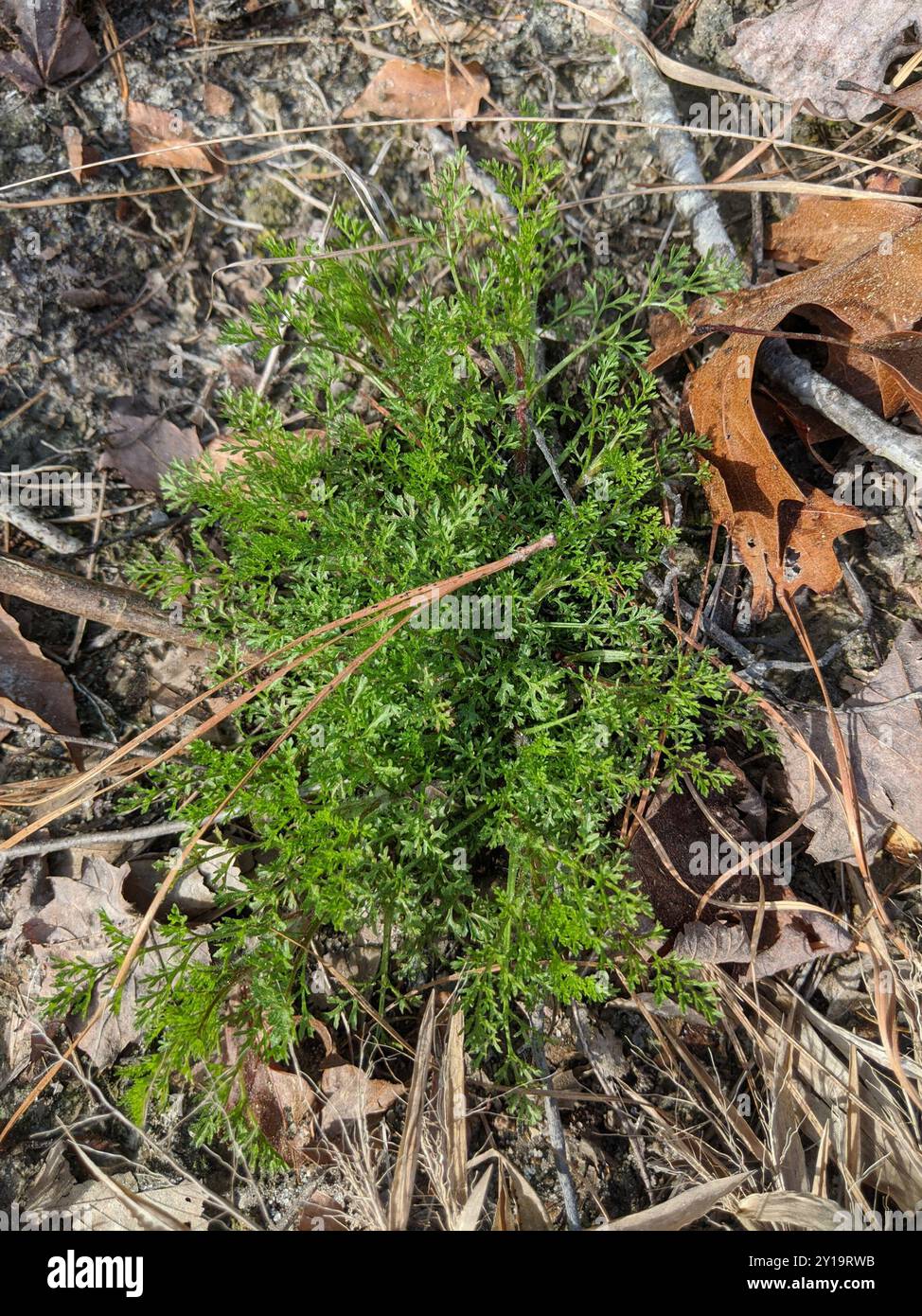common soliva (Soliva sessilis) Plantae Stock Photo - Alamy
