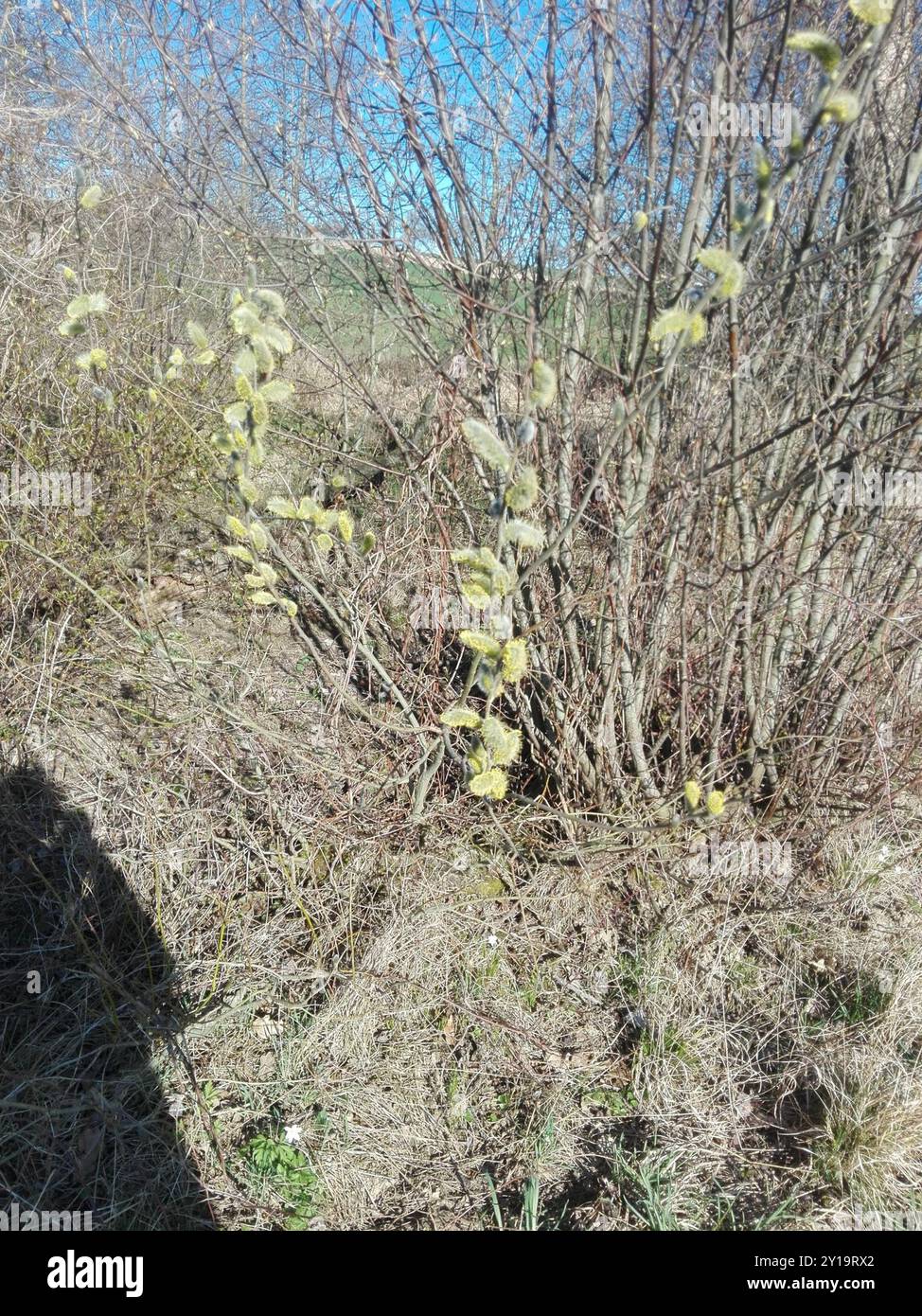 goat willow (Salix caprea) Plantae Stock Photo - Alamy