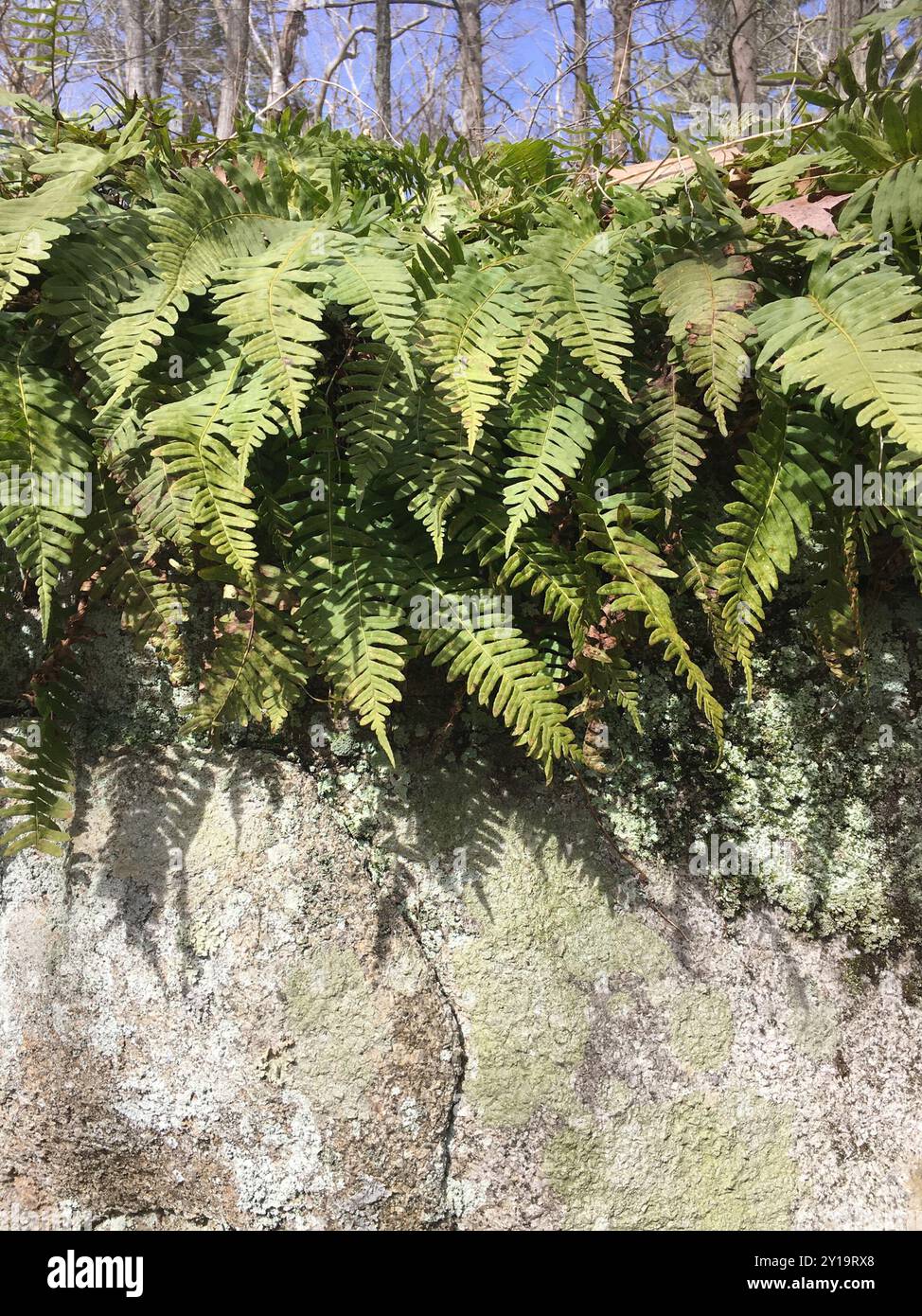 rock polypody (Polypodium virginianum) Plantae Stock Photo - Alamy