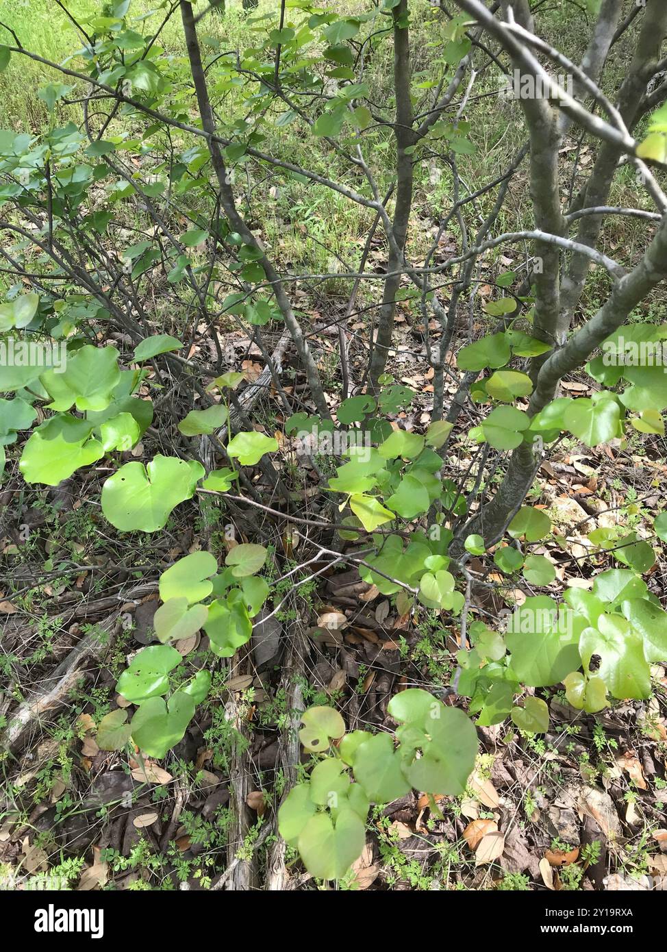 Texas redbud (Cercis canadensis texensis) Plantae Stock Photo - Alamy