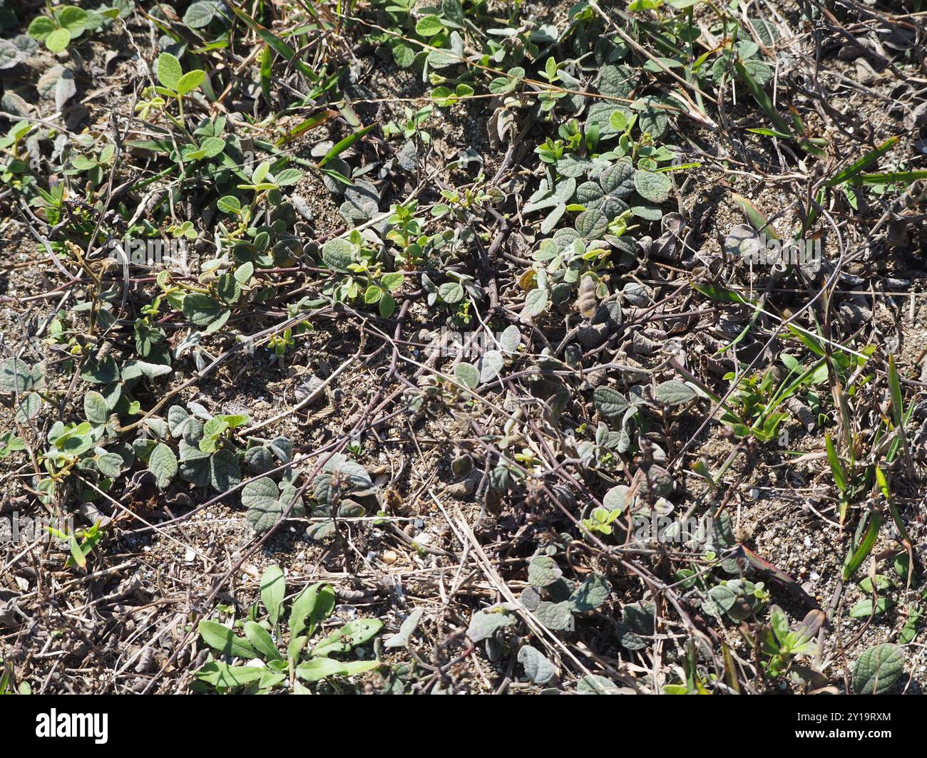 Showy Pigeonpea (Cajanus scarabaeoides) Plantae Stock Photo - Alamy