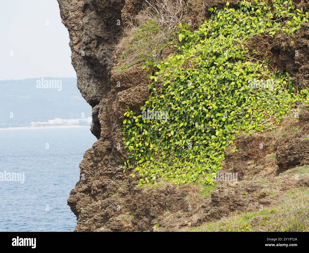 Dye fig (Ficus tinctoria) Plantae Stock Photo - Alamy