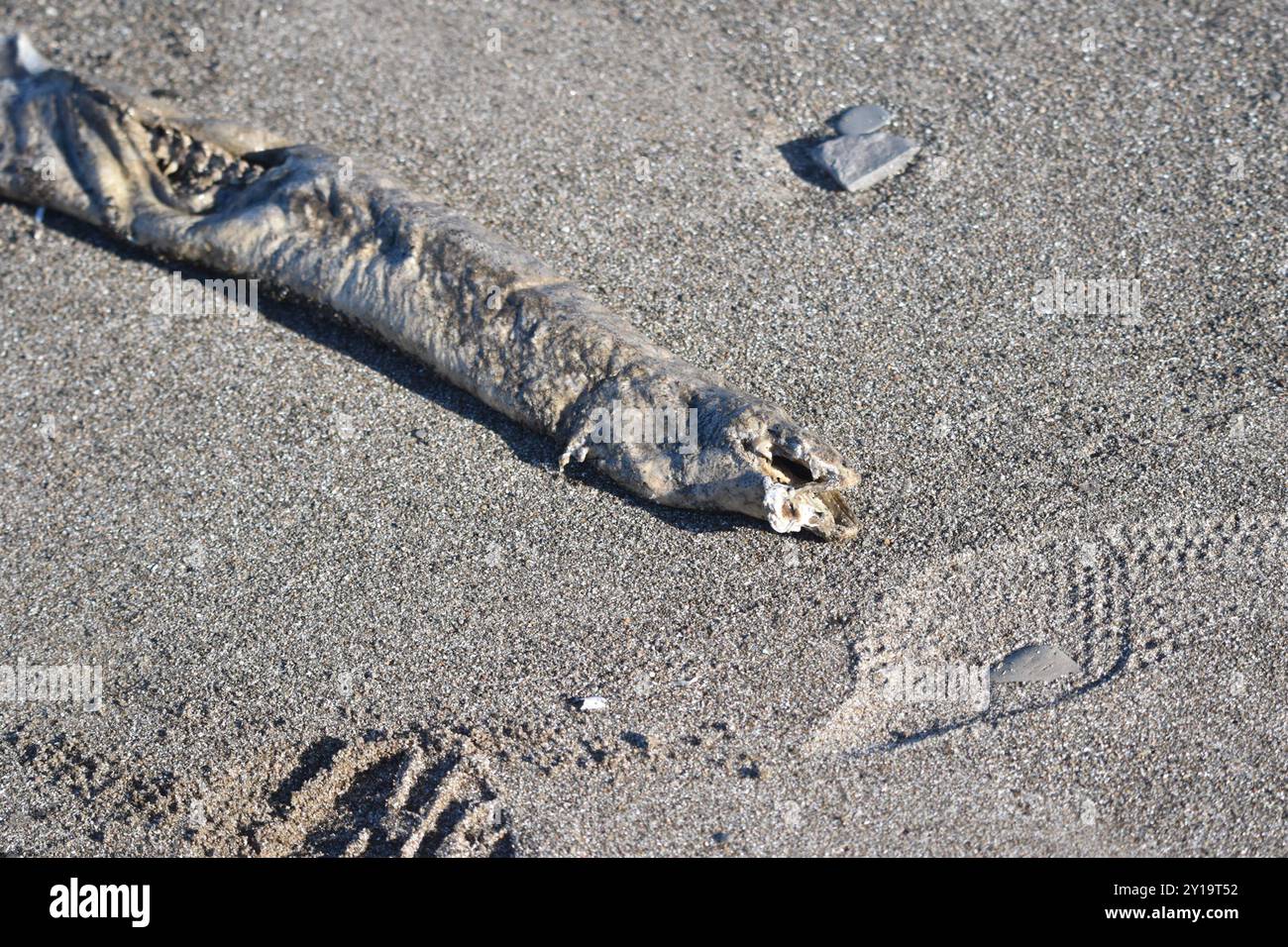 American Eel (Anguilla rostrata) Actinopterygii Stock Photo - Alamy