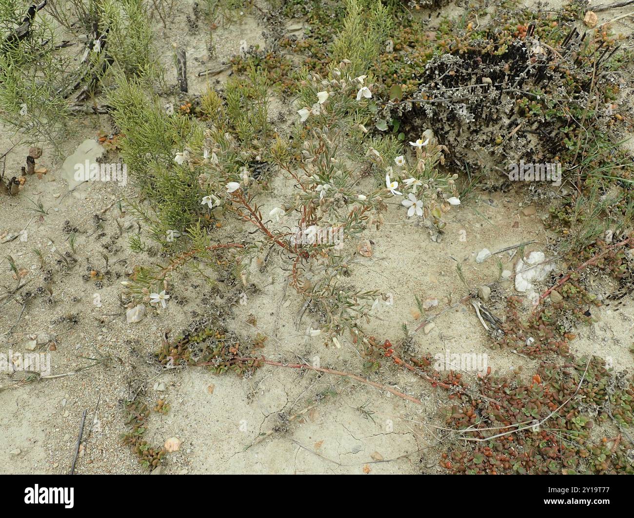 Sea Rose (Orphium frutescens) Plantae Stock Photo - Alamy