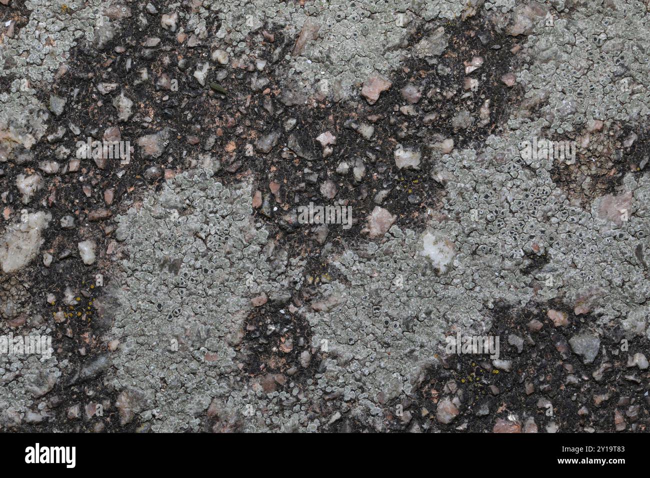 Sunken disk lichen hi-res stock photography and images - Alamy