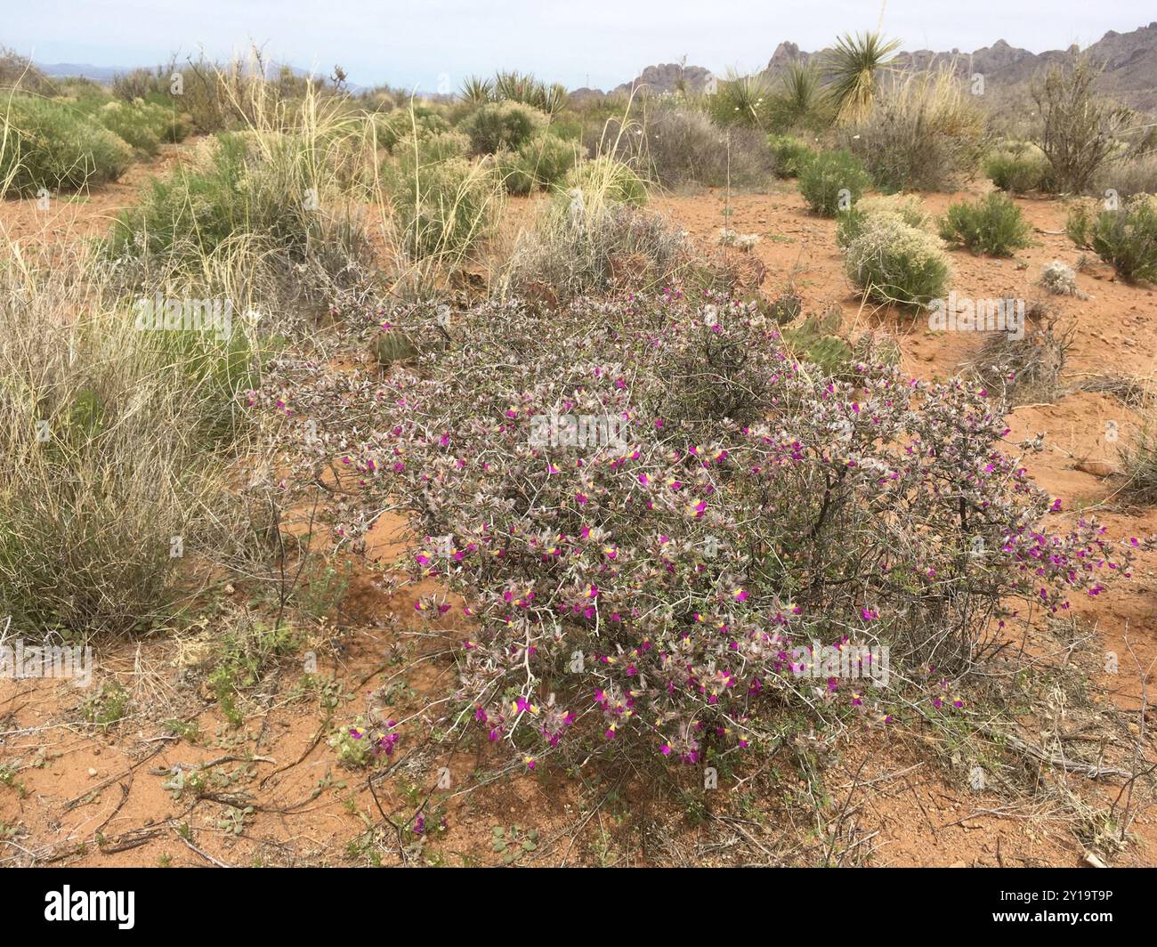 feather dalea (Dalea formosa) Plantae Stock Photo - Alamy