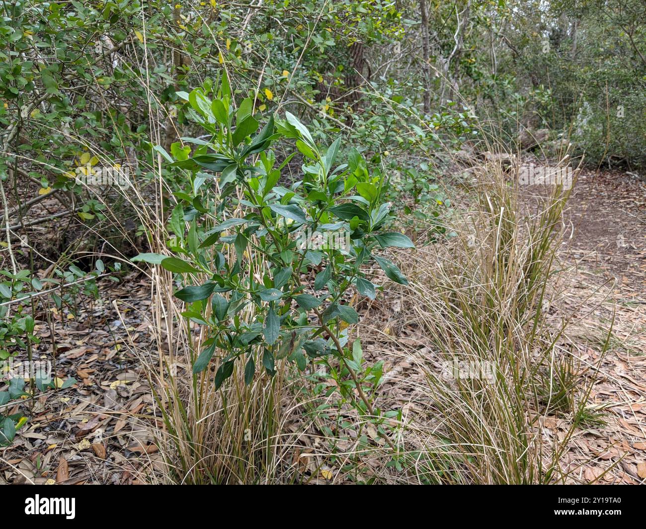 groundsel tree (Baccharis halimifolia) Plantae Stock Photo - Alamy