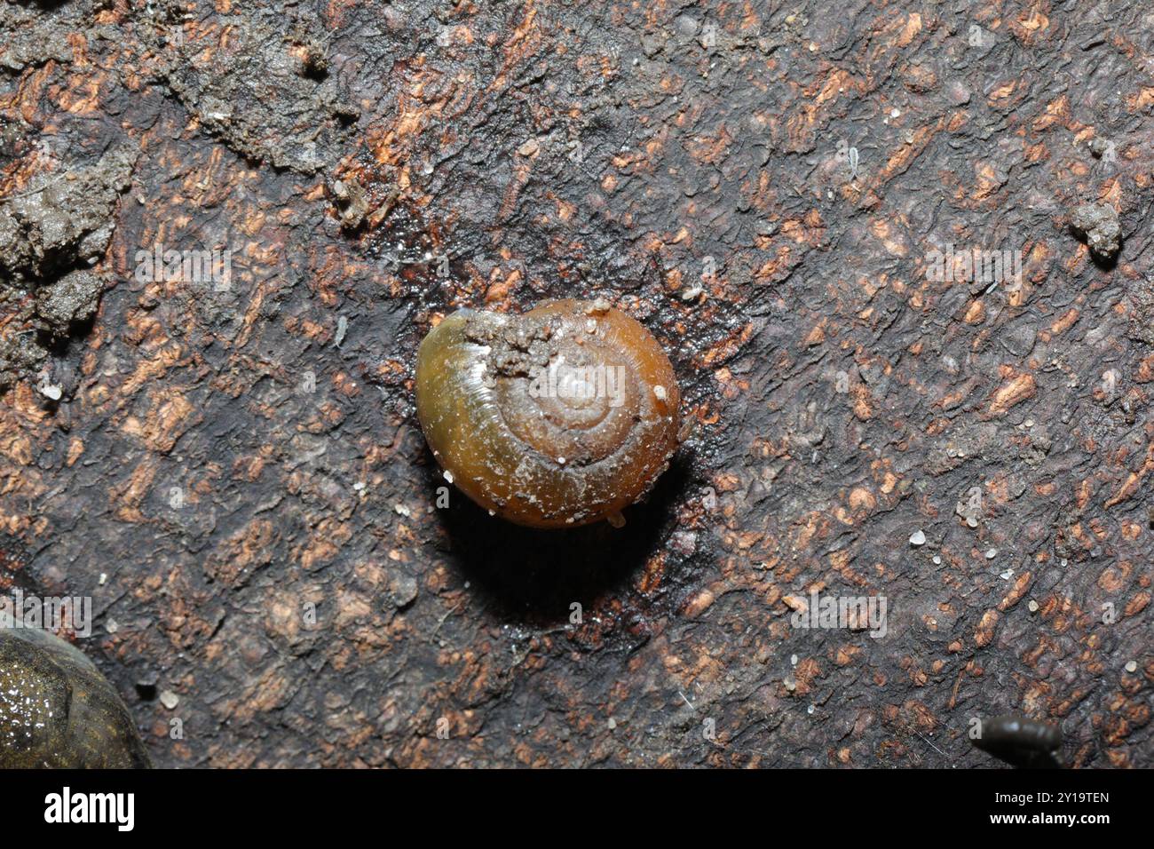 Typical Glass Snails (Oxychilus) Mollusca Stock Photo - Alamy
