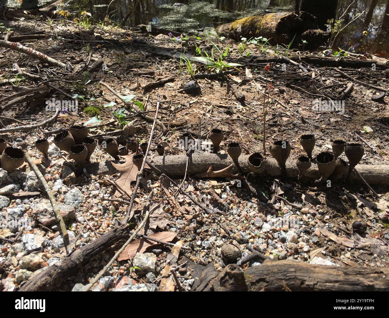 devil's urn (Urnula craterium) Fungi Stock Photo - Alamy