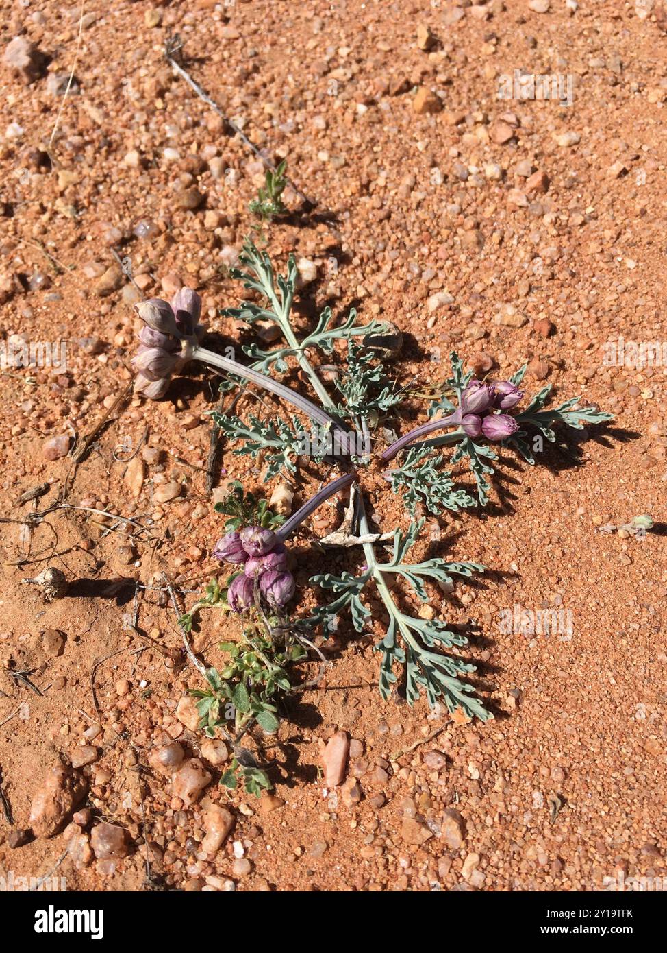 purple-nerve cymopterus (Vesper multinervatus) Plantae Stock Photo - Alamy