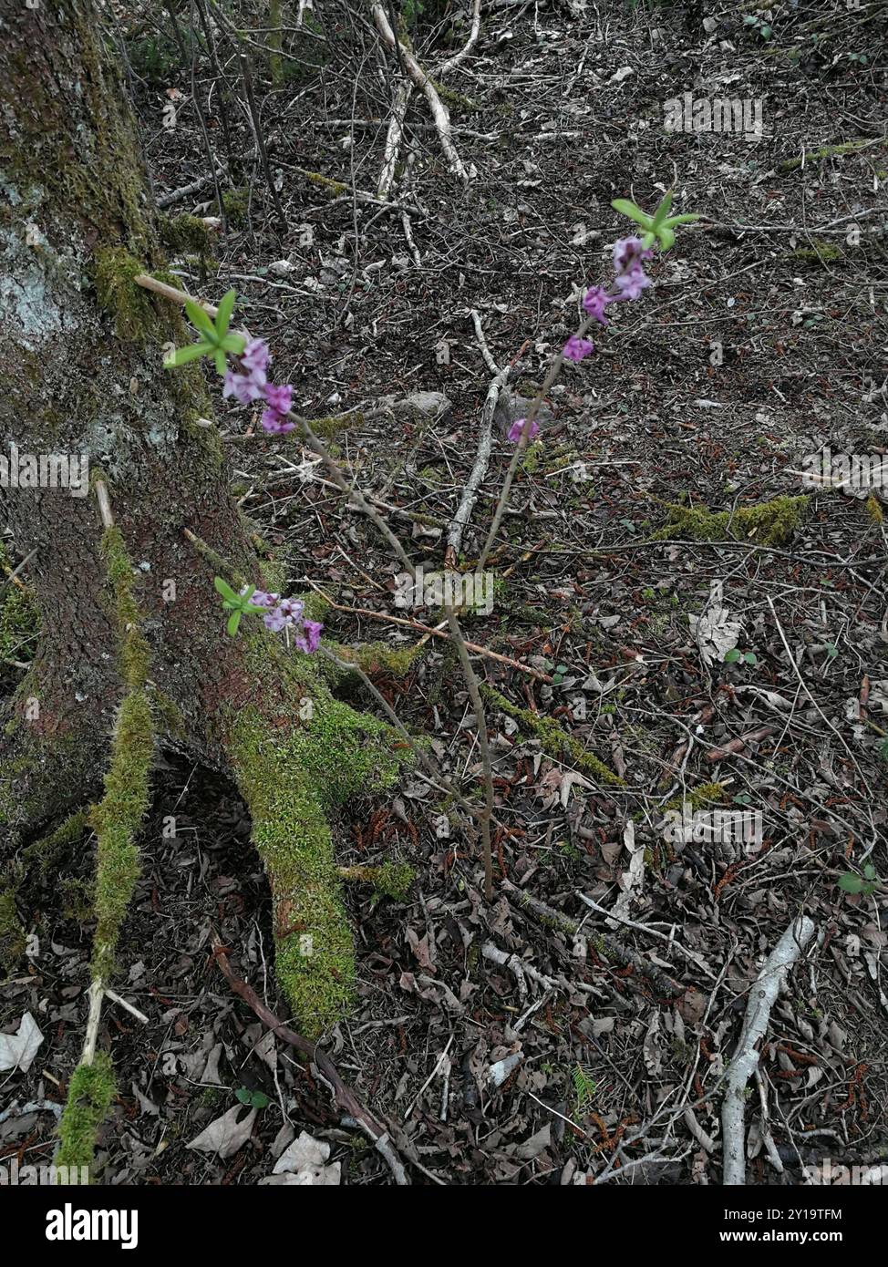 Mezereon (Daphne mezereum) Plantae Stock Photo - Alamy