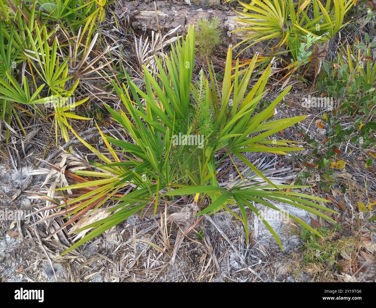 sand pine (Pinus clausa) Plantae Stock Photo - Alamy