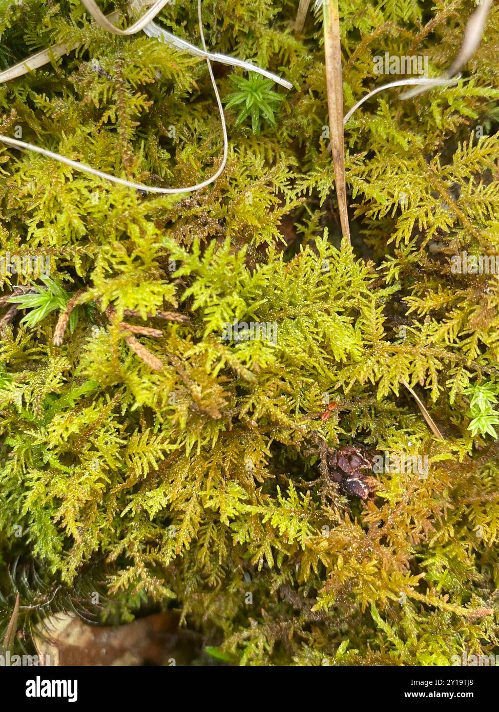 delicate fern moss (Thuidium delicatulum) Plantae Stock Photo - Alamy