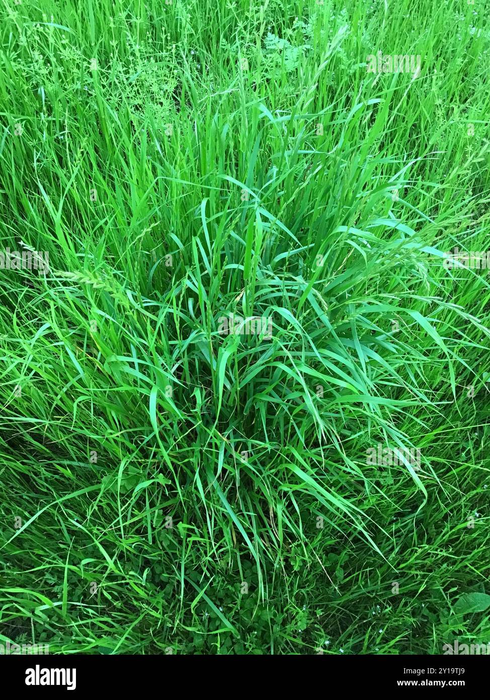 Italian Ryegrass (Lolium multiflorum) Plantae Stock Photo - Alamy