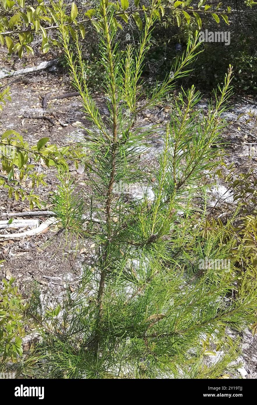 sand pine (Pinus clausa) Plantae Stock Photo - Alamy