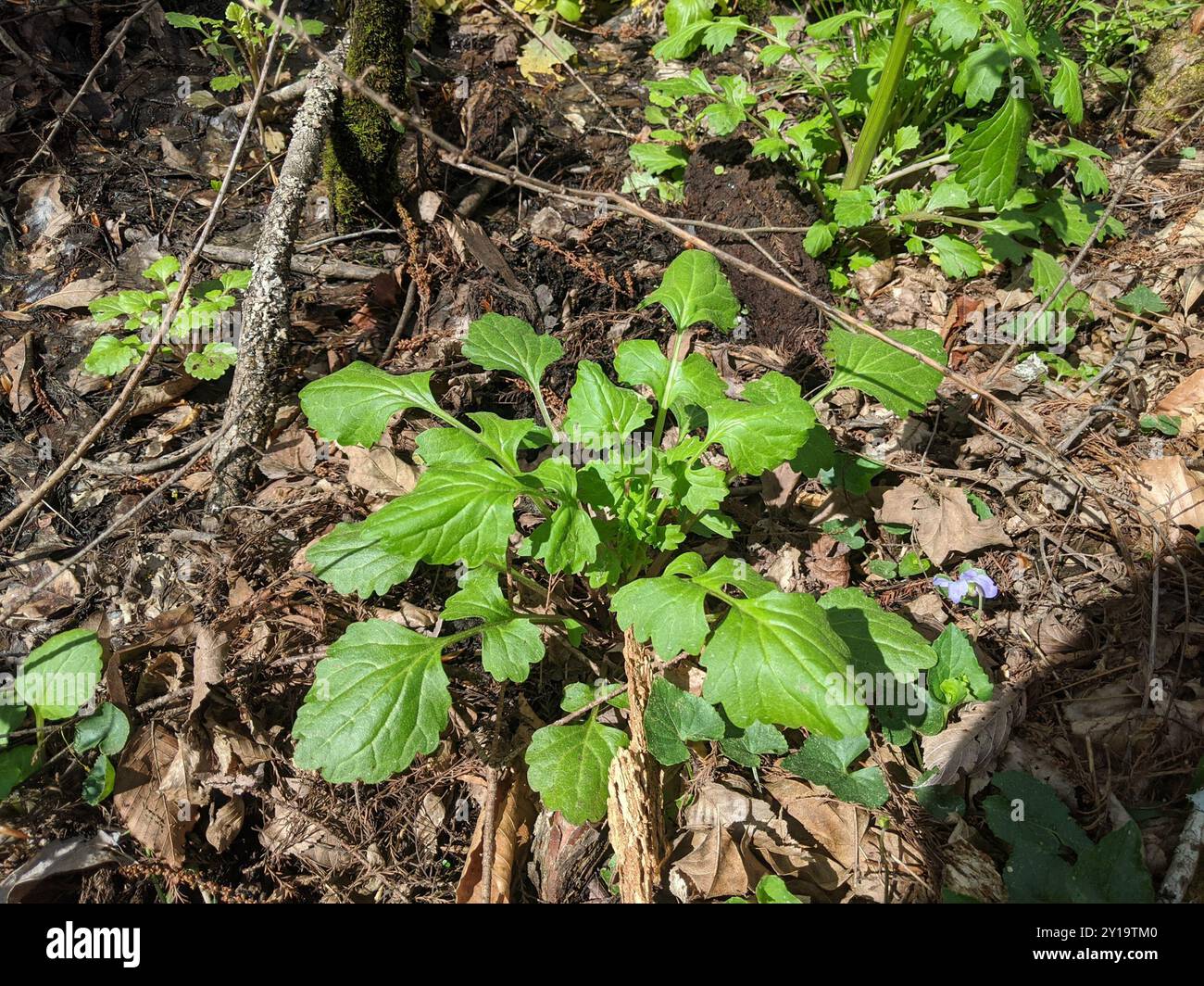 Butterweed (Packera glabella) Plantae Stock Photo - Alamy