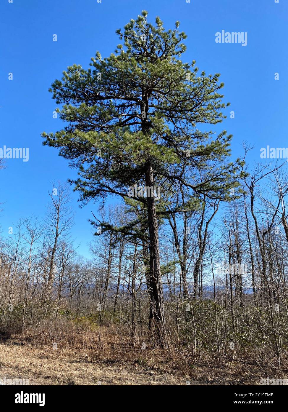 pitch pine (Pinus rigida) Plantae Stock Photo - Alamy