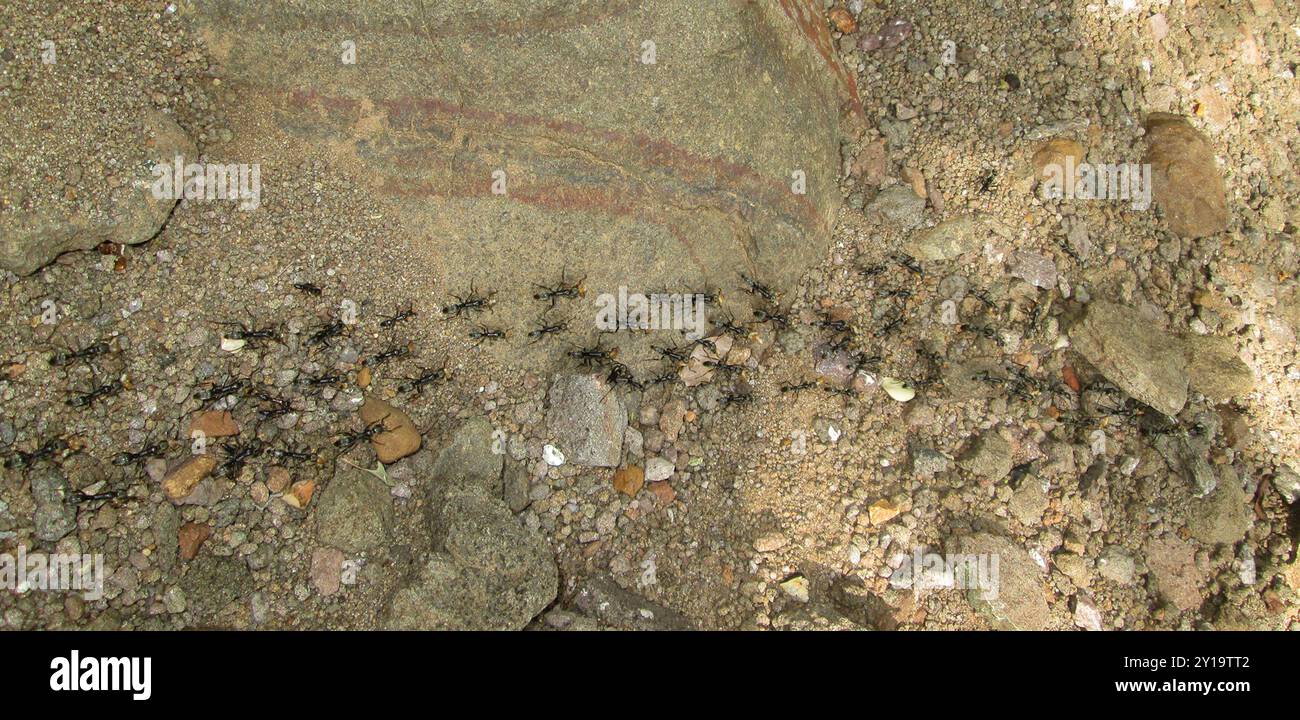 Matabele ant hi-res stock photography and images - Alamy