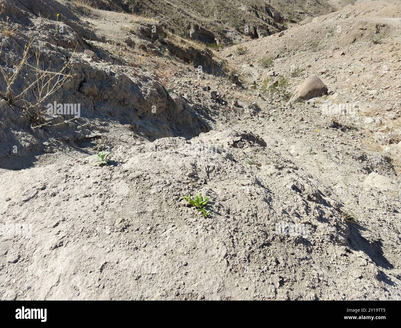 desert rockpurslane (Cistanthe ambigua) Plantae Stock Photo - Alamy