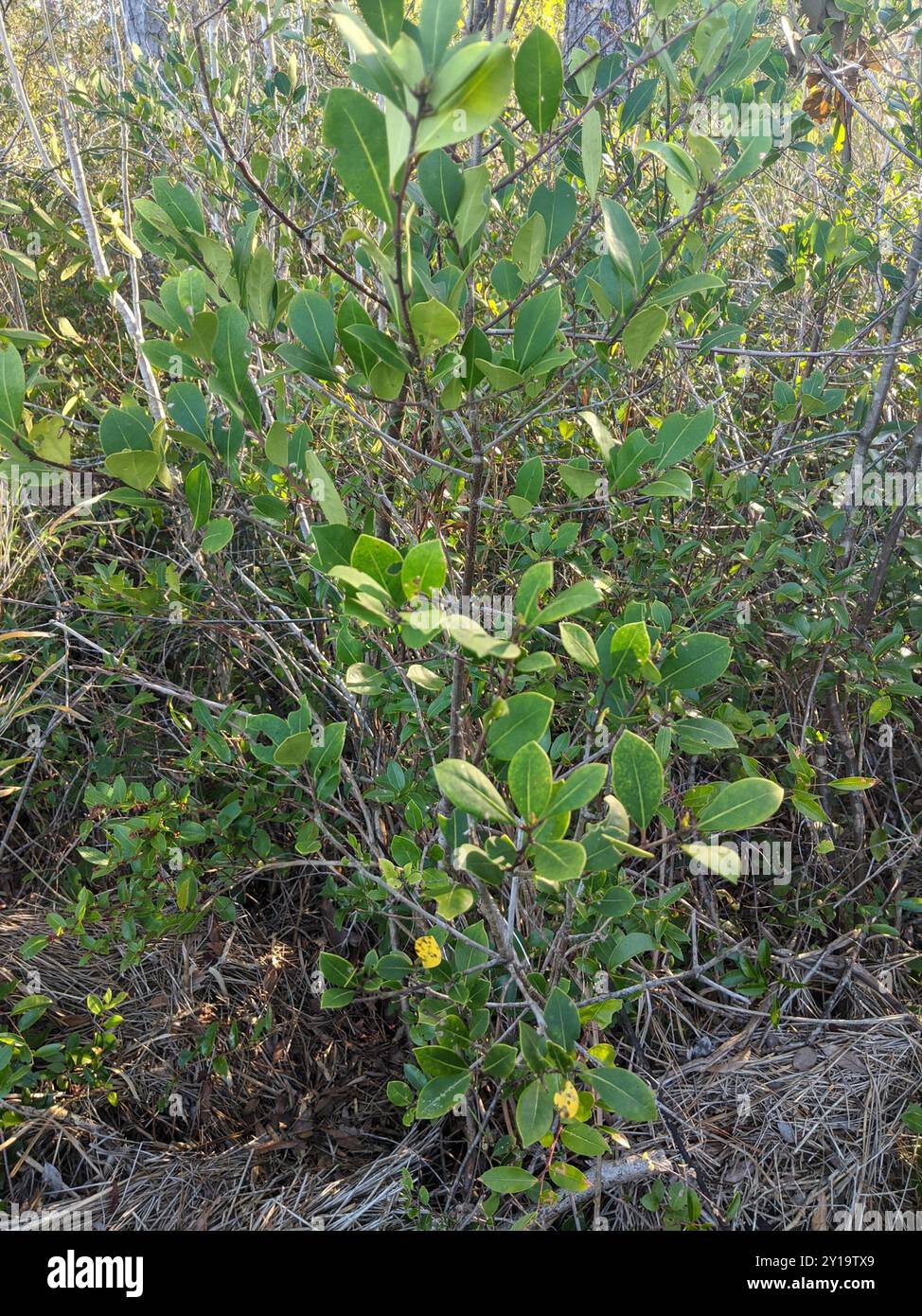 Large Gallberry (Ilex coriacea) Plantae Stock Photo - Alamy