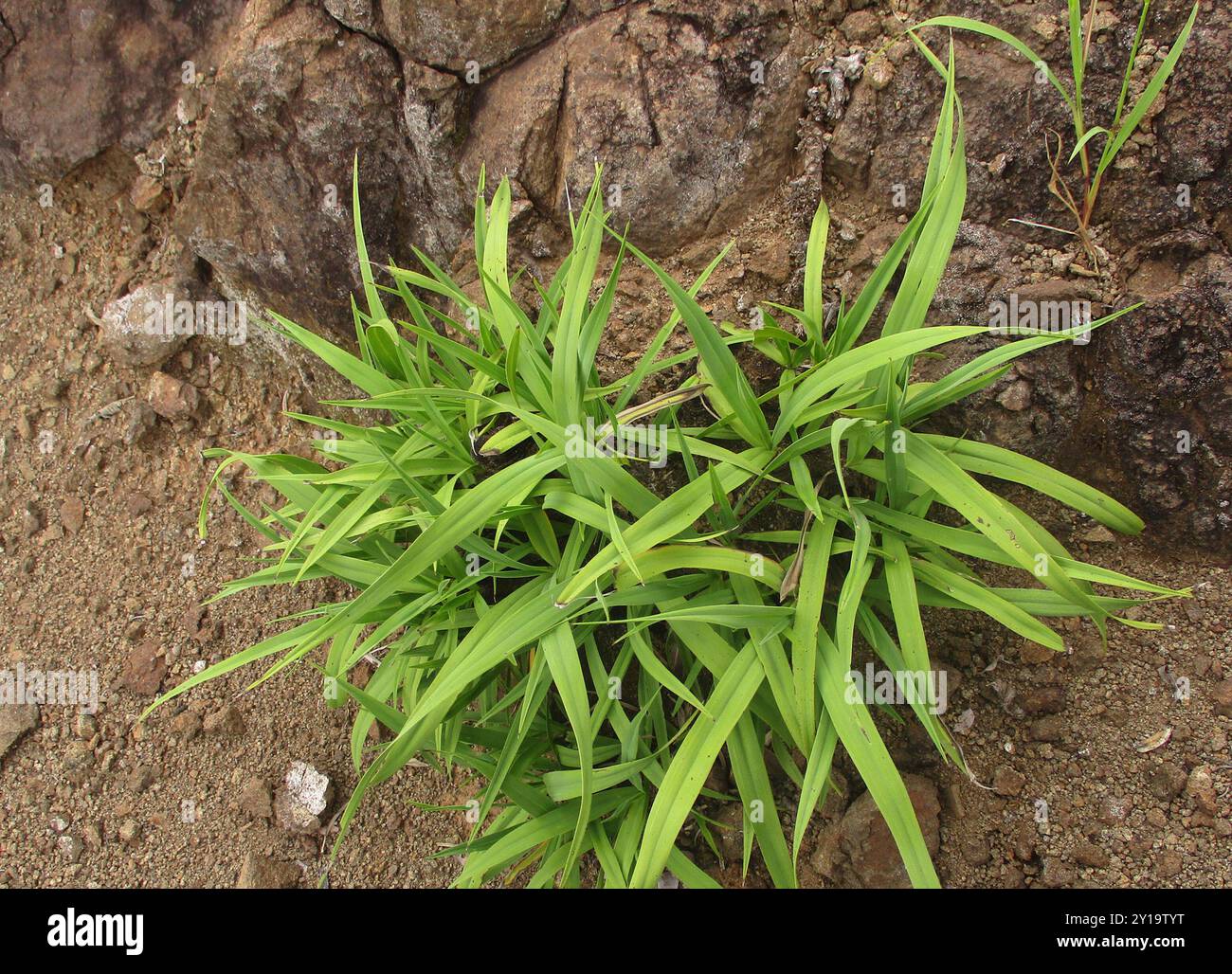 Monkeys Tails (Xerophyta) Plantae Stock Photo - Alamy