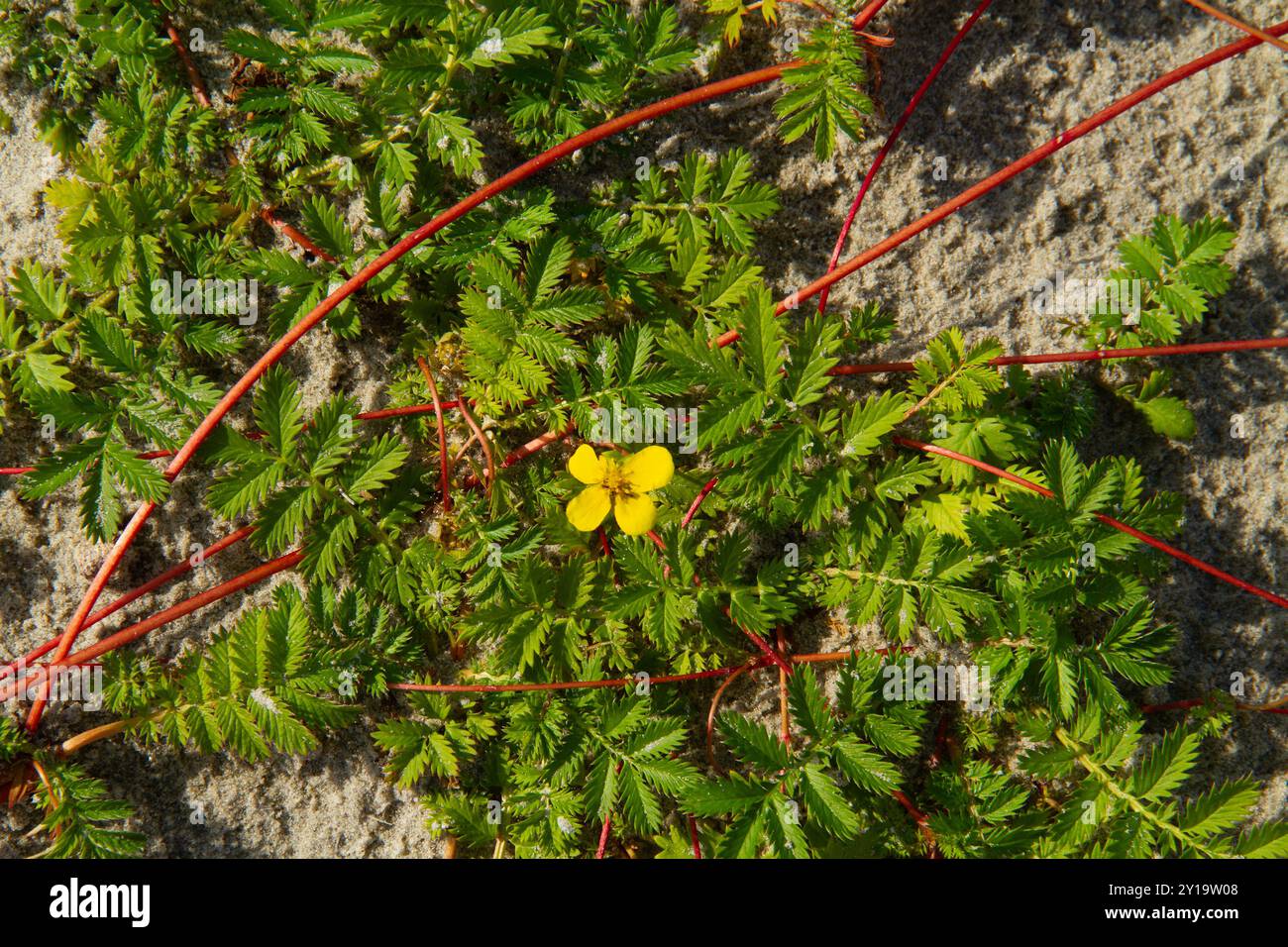 Silverweed growing in the dunes, plants connected by red rooting ...