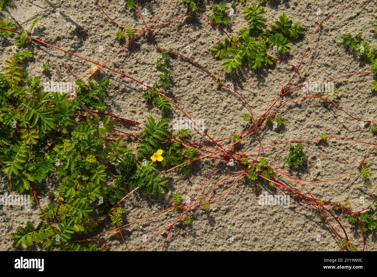 Silverweed growing in the dunes, plants connected by red rooting ...
