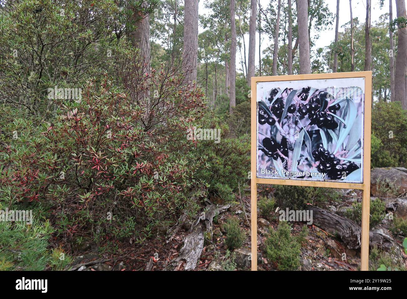Mountain Pepper (Tasmannia lanceolata) Plantae Stock Photo - Alamy