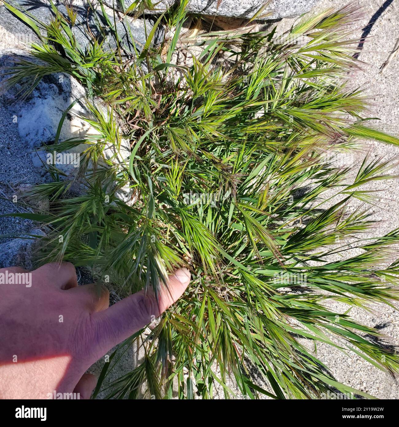 Compact Brome (Bromus madritensis) Plantae Stock Photo - Alamy