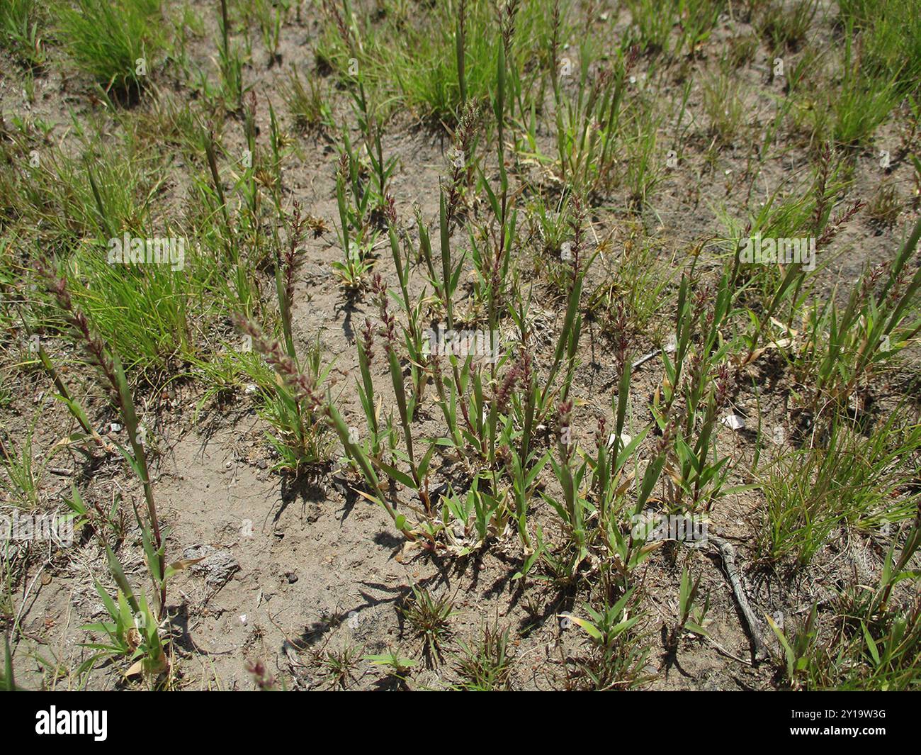 African bur-grass (Tragus berteronianus) Plantae Stock Photo - Alamy