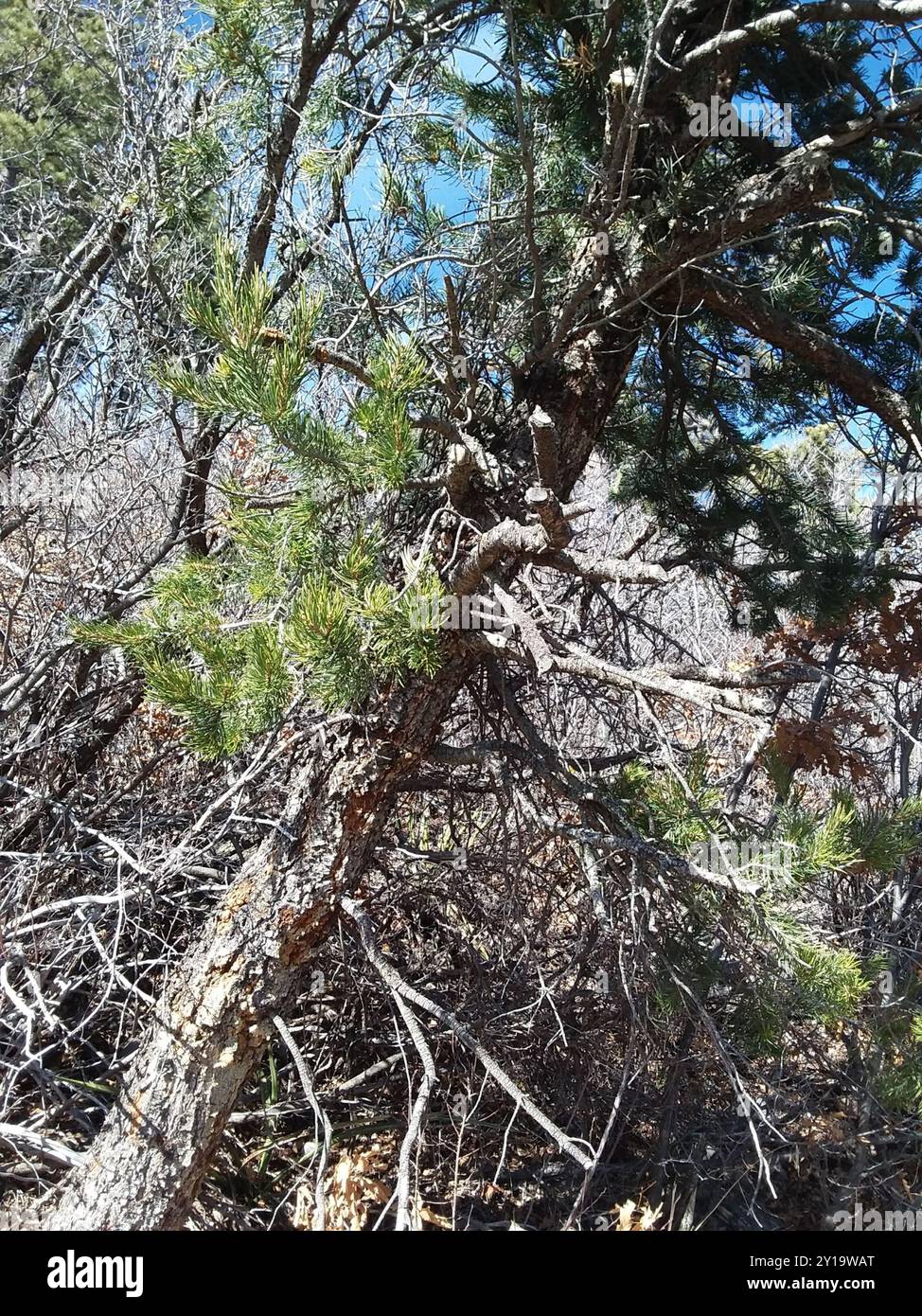 Colorado Pinyon (Pinus edulis) Plantae Stock Photo - Alamy