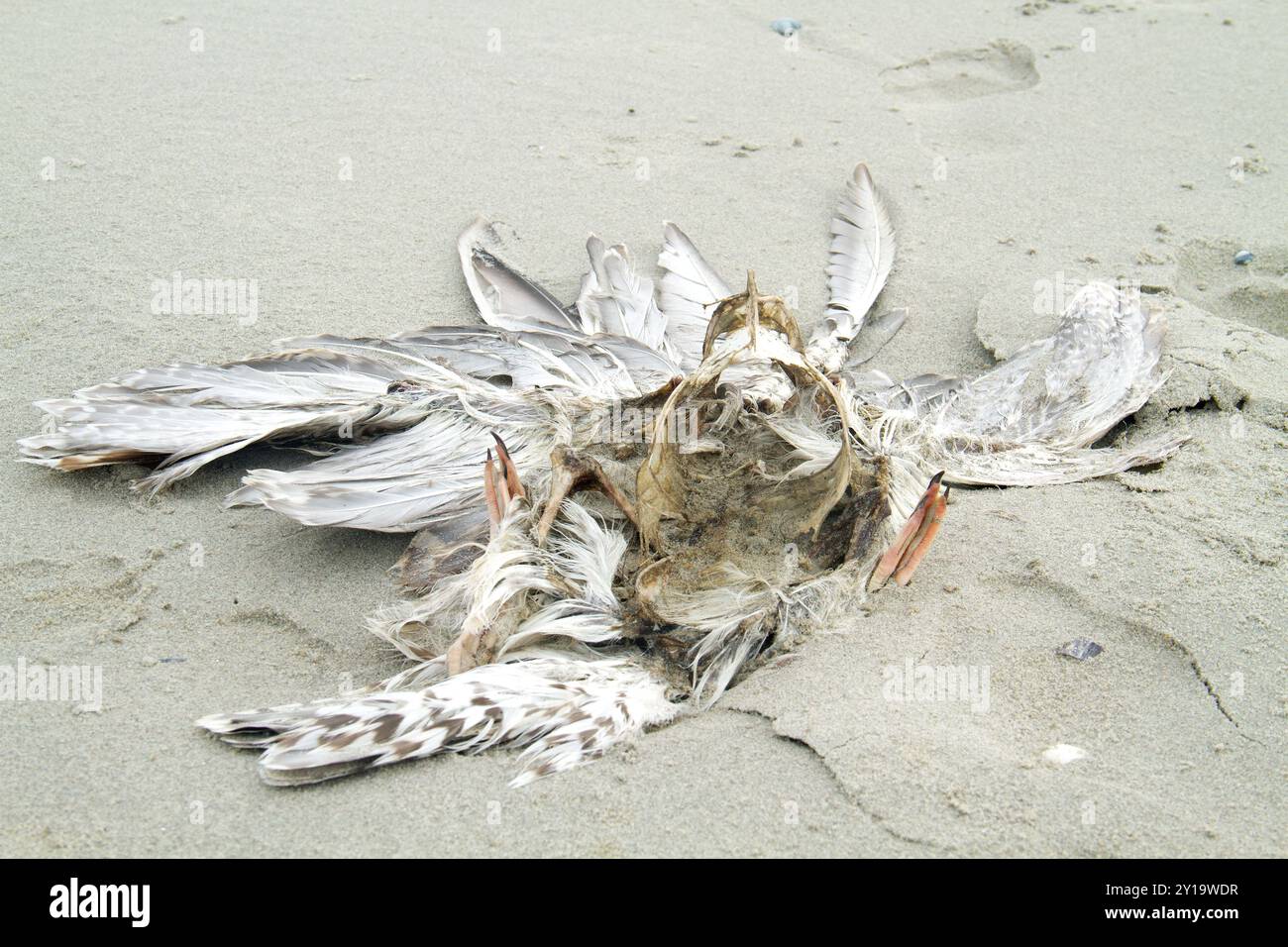 Carcass of a dead seagull, probably victim of avian influenza, washed ...