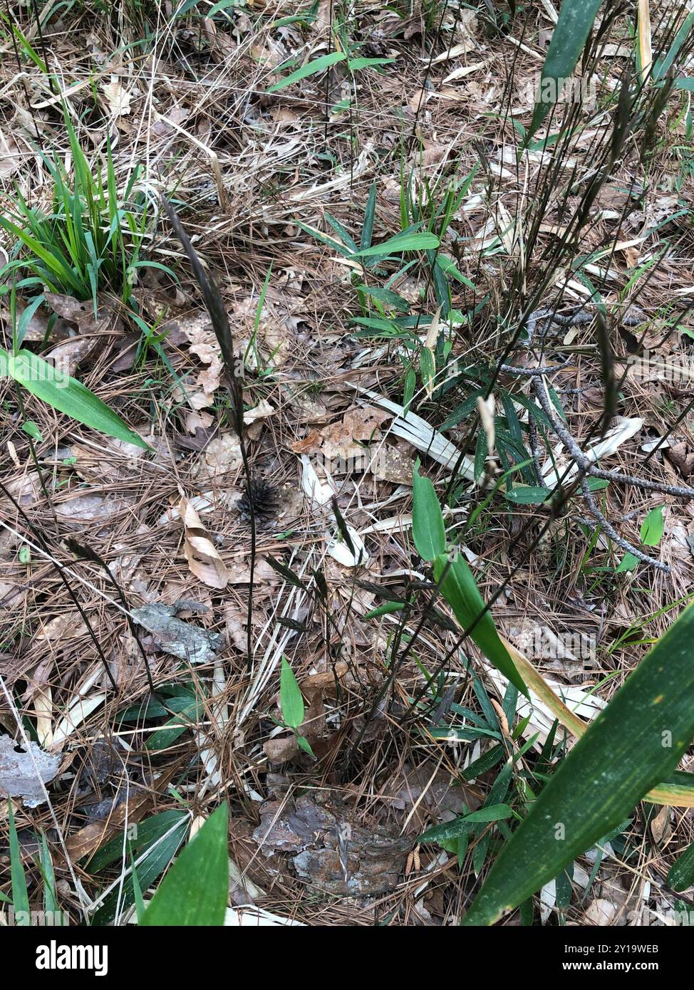 switch cane (Arundinaria tecta) Plantae Stock Photo - Alamy