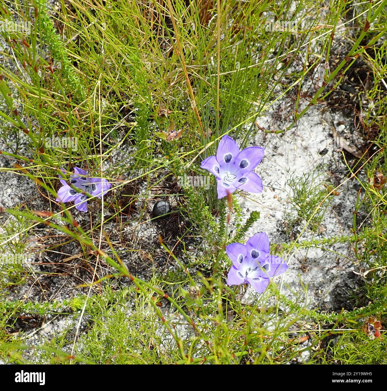 Blackrim hi-res stock photography and images - Alamy