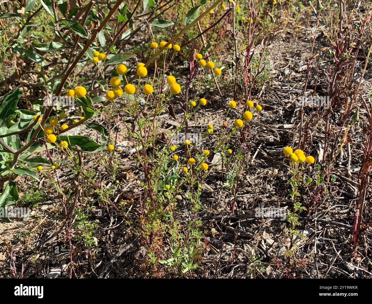 Stinknet hi-res stock photography and images - Alamy