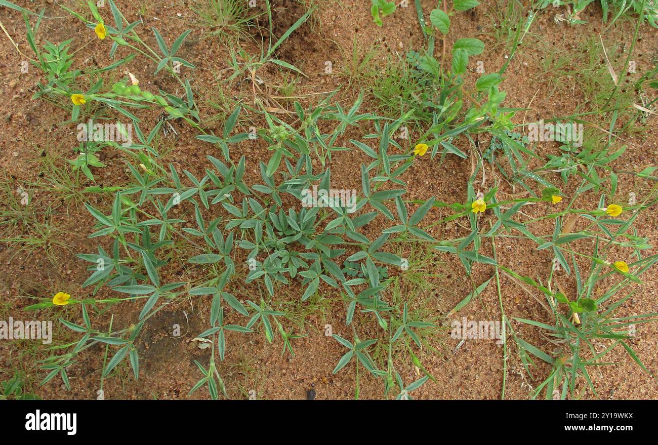 Caterpillar Beans (Zornia) Plantae Stock Photo - Alamy